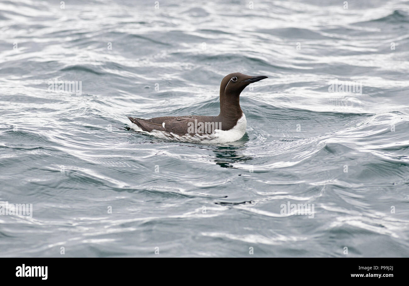 Common guillemot or common murre (Uria allge). Bridled form individual ...