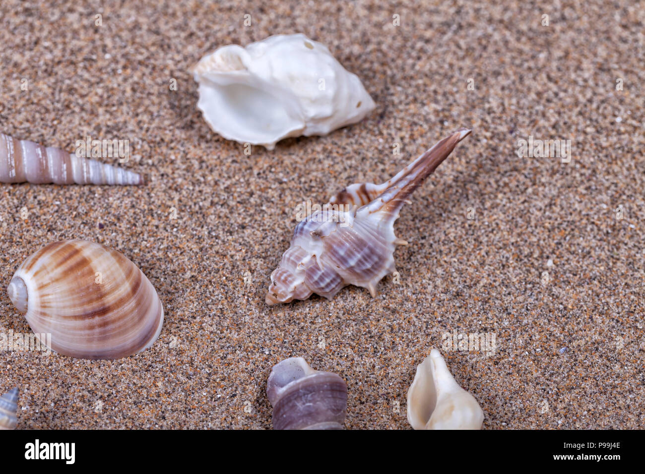 Beach sand with seashells on top background Stock Photo - Alamy