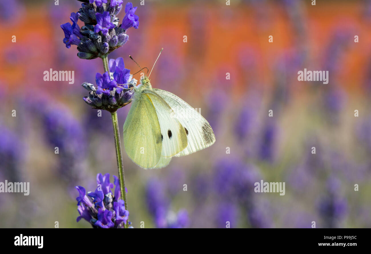 Small White butterfly feeding necta from a lavender flower Stock Photo ...