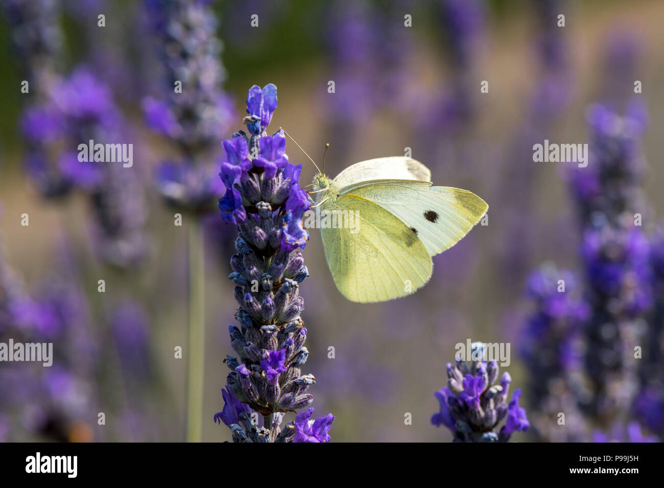 Small White butterfly feeding necta from a lavender flower Stock Photo ...