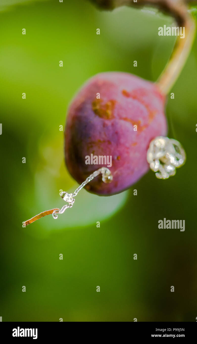 Damson plum being infested by a plum fruit moth caterpillar Stock Photo ...