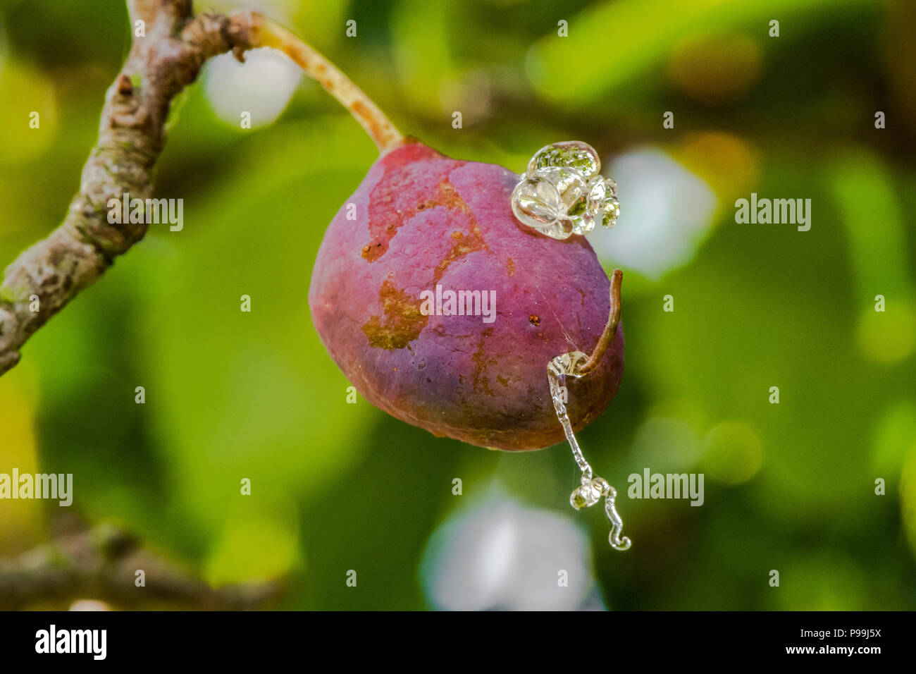 Plum fruit moth hi-res stock photography and images - Alamy
