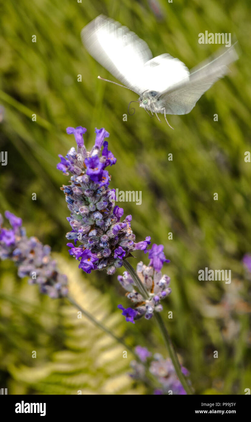 Small White butterfly feeding necta from a lavender flower Stock Photo ...