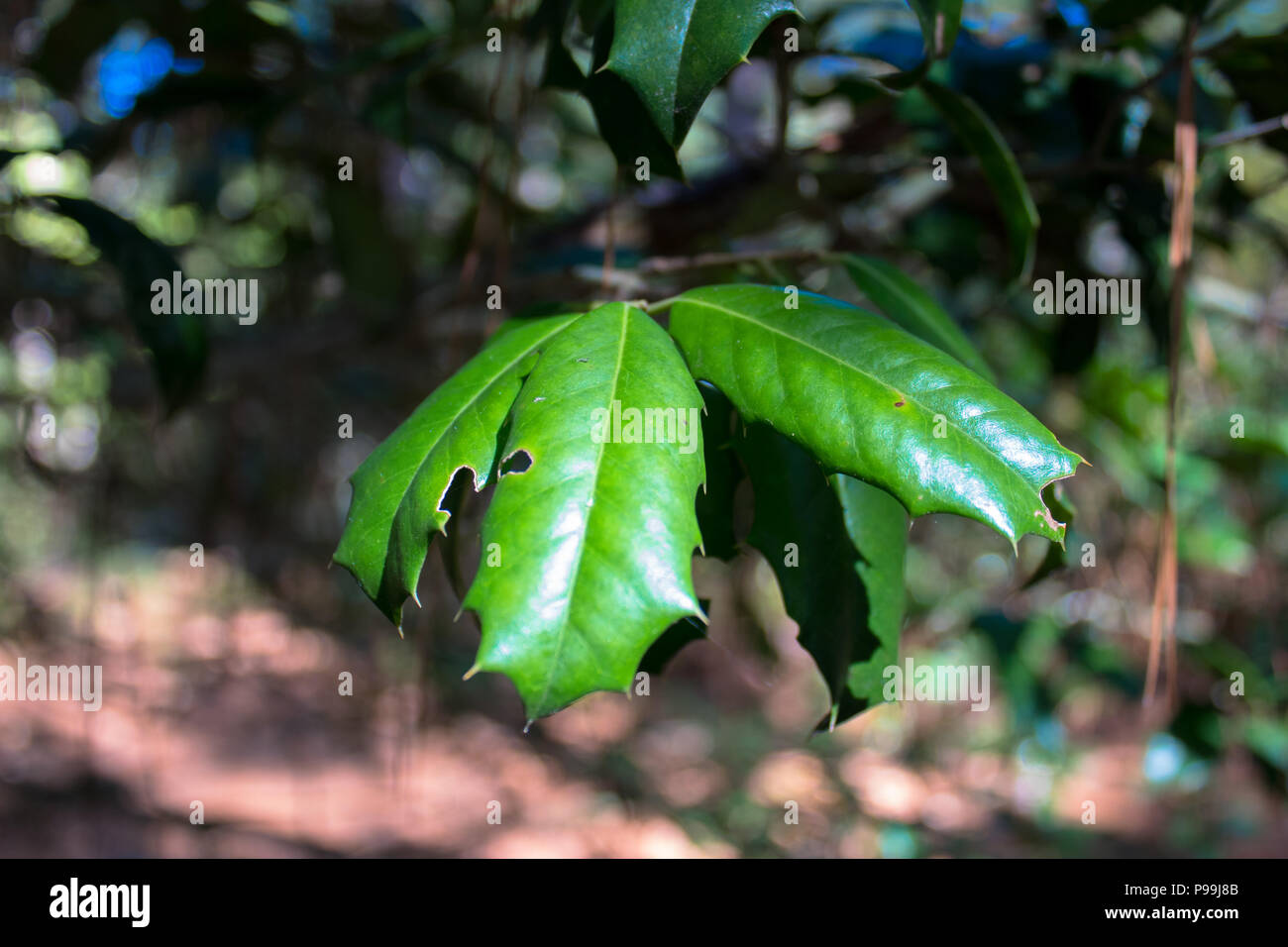 Pointed leaves hi-res stock photography and images - Alamy