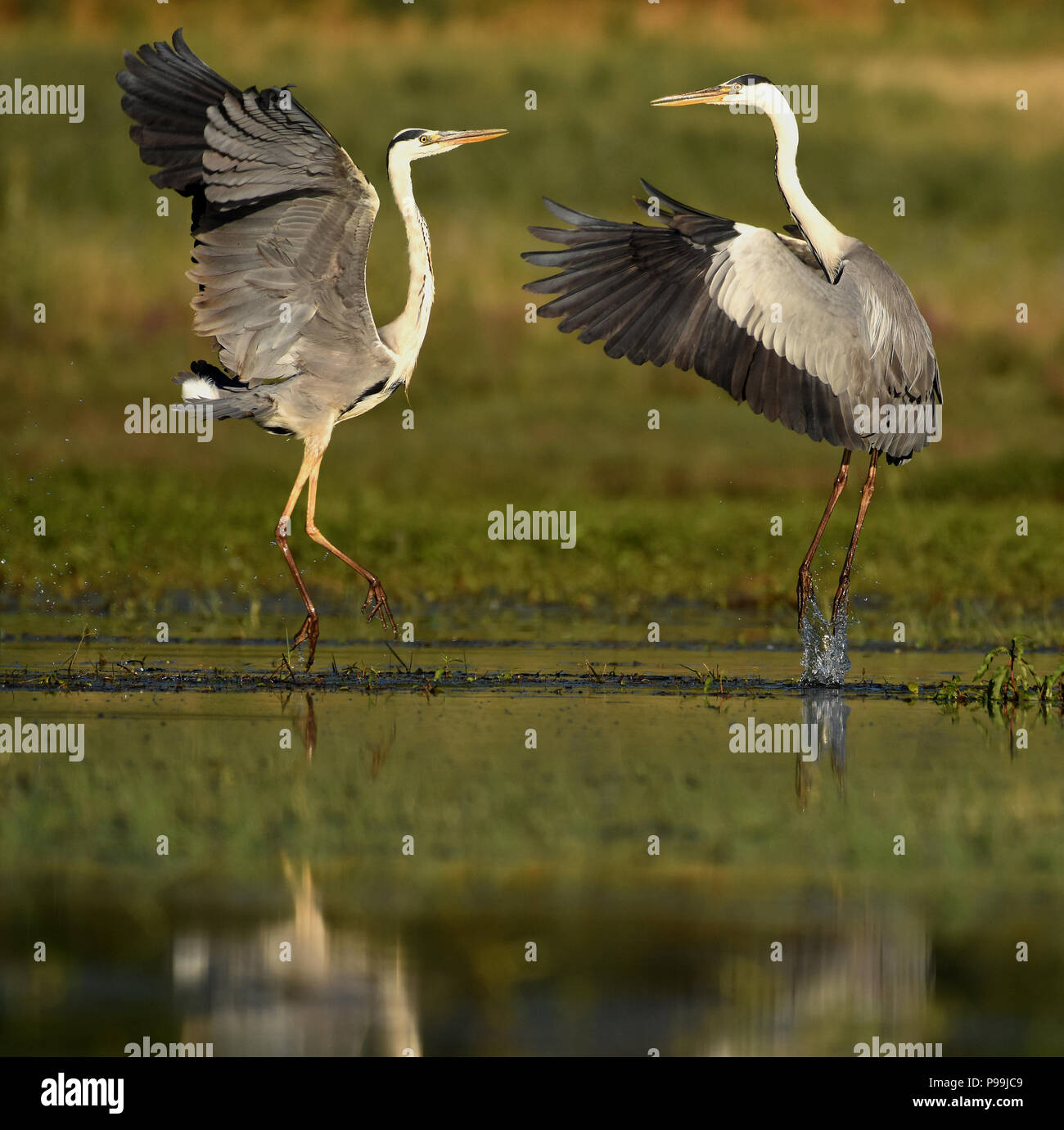Grey herons fighting hi-res stock photography and images - Alamy