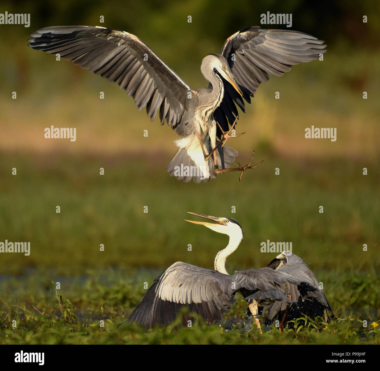 Herons fighting for hi-res stock photography and images - Alamy