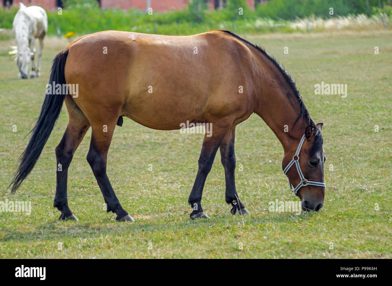 Mare horses in summer hi-res stock photography and images - Alamy