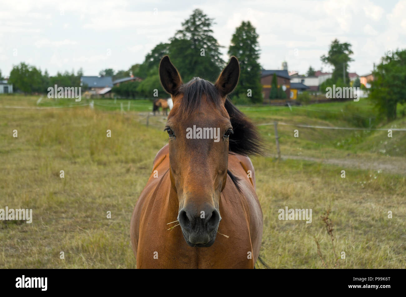 Chestnut mare hi-res stock photography and images - Alamy