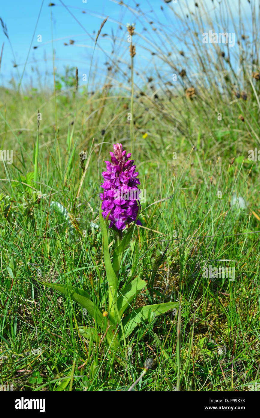 Northern Marsh Orchid Stock Photo - Alamy