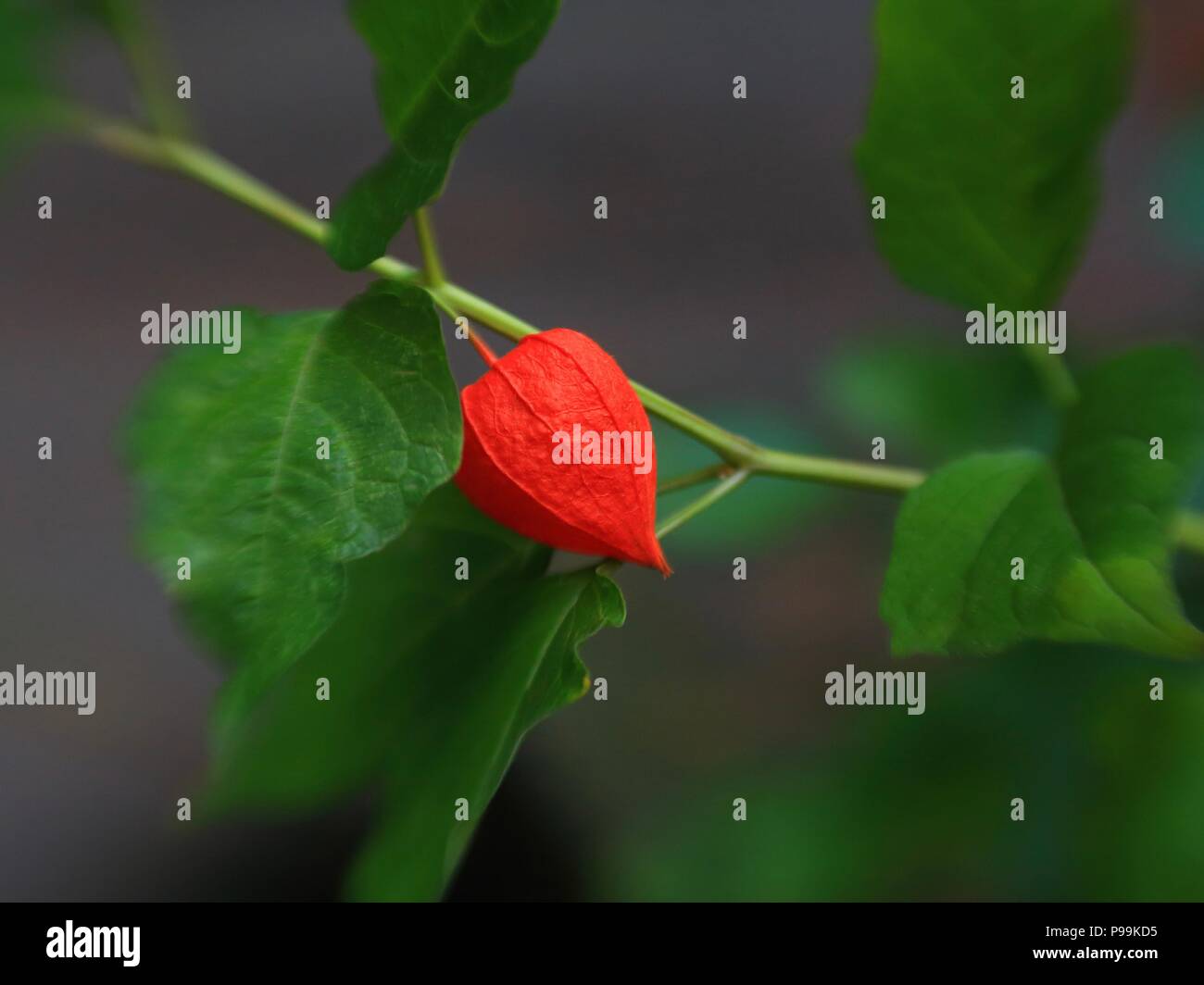 Chinese lantern plant leaves hi-res stock photography and images - Alamy