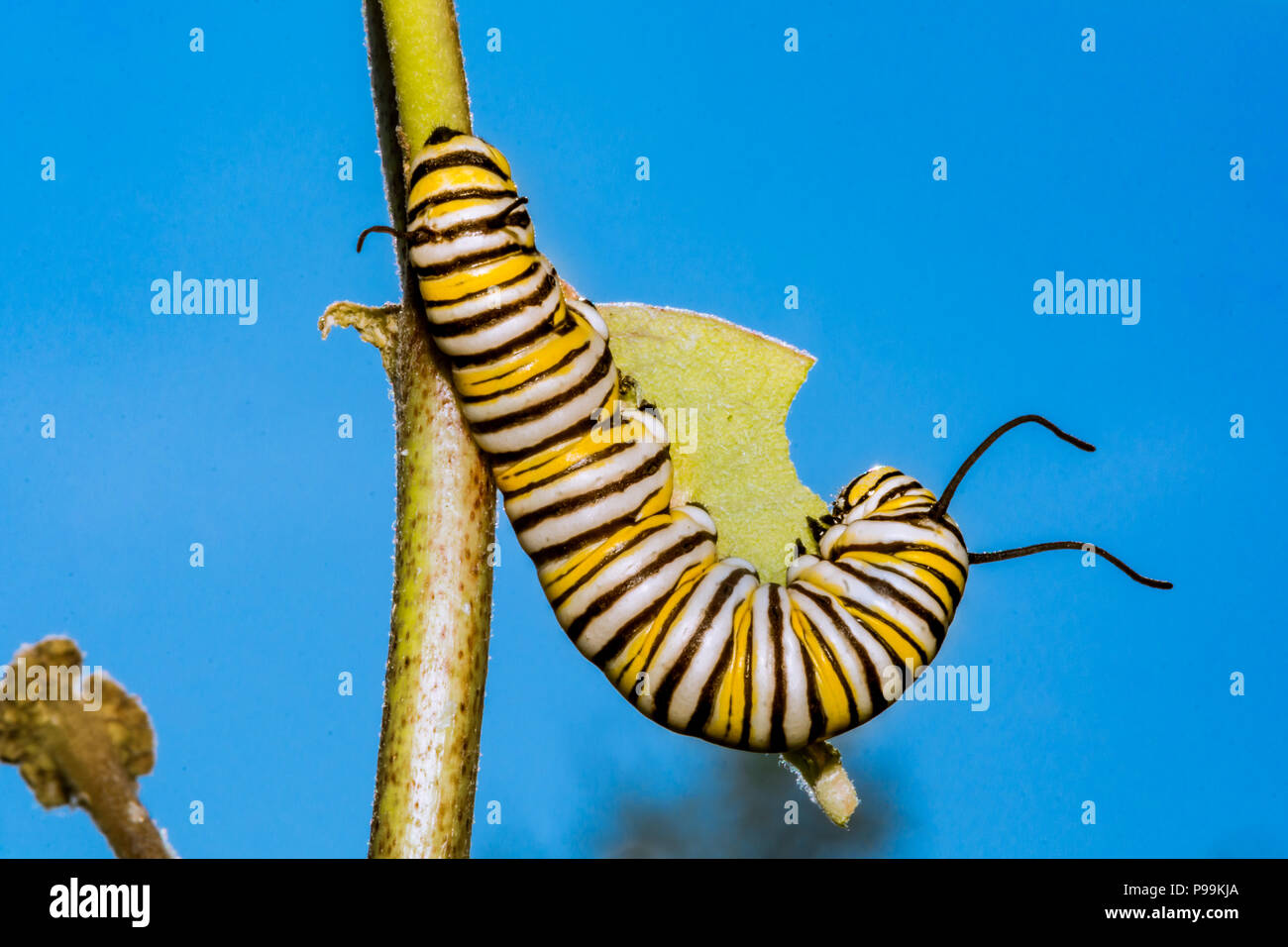 Monarch Caterpillar (Danaus Plexippus Stock Photo - Alamy Monarch Caterpillar (Danaus Plexippus Stock Photo - Alamy