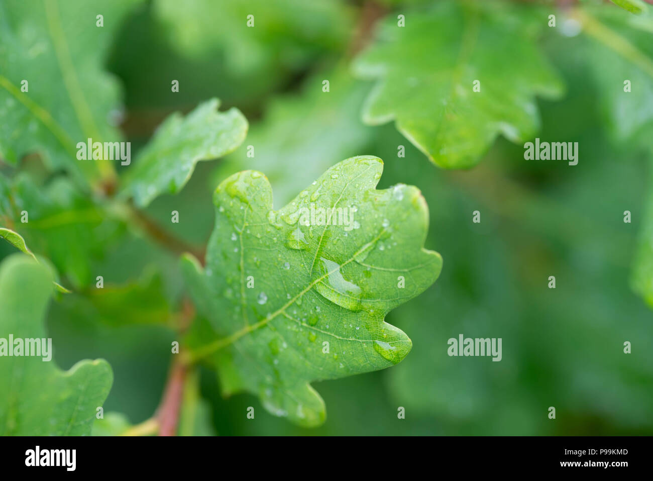 Water oak hi-res stock photography and images - Alamy