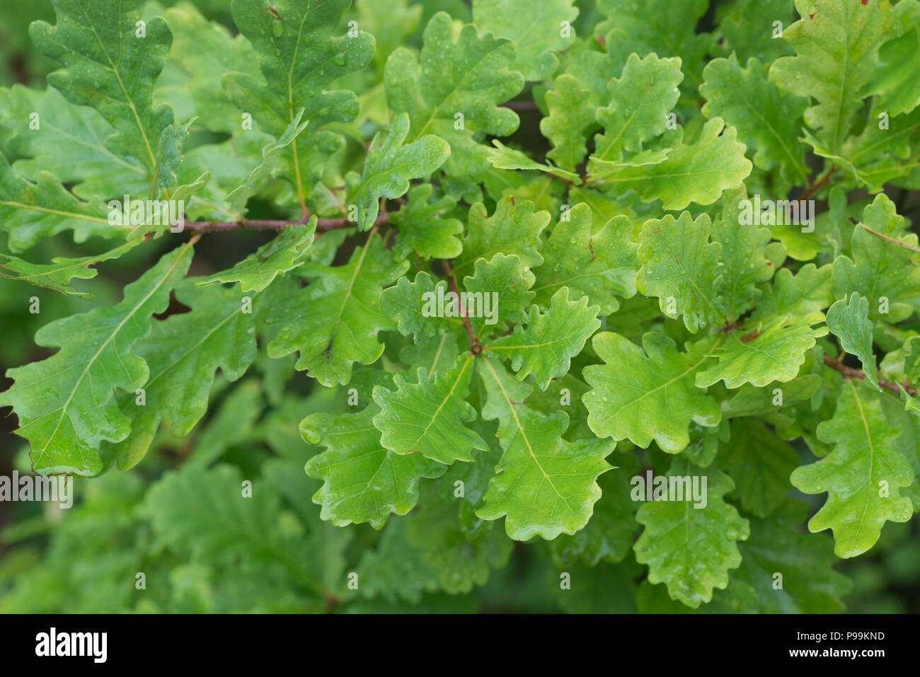 Water oak hi-res stock photography and images - Alamy