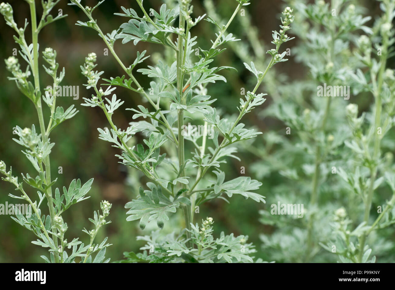artemisia absinthium wormwood weed closeup Stock Photo - Alamy