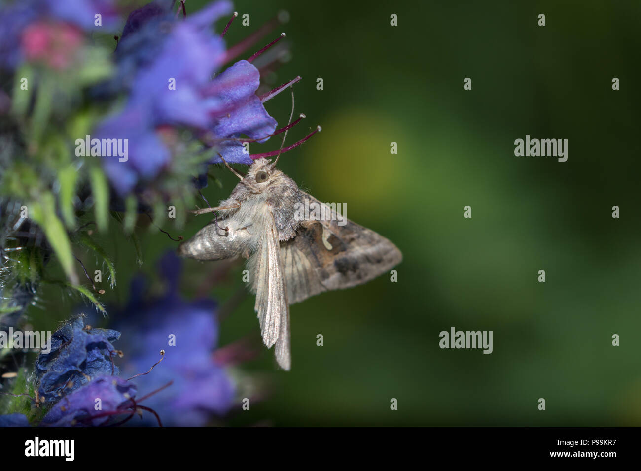 Silver Y moth feeding Stock Photo - Alamy