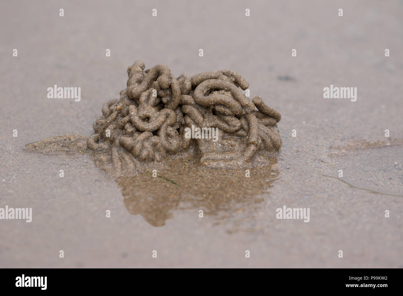 Lugworm worm cast Stock Photo - Alamy