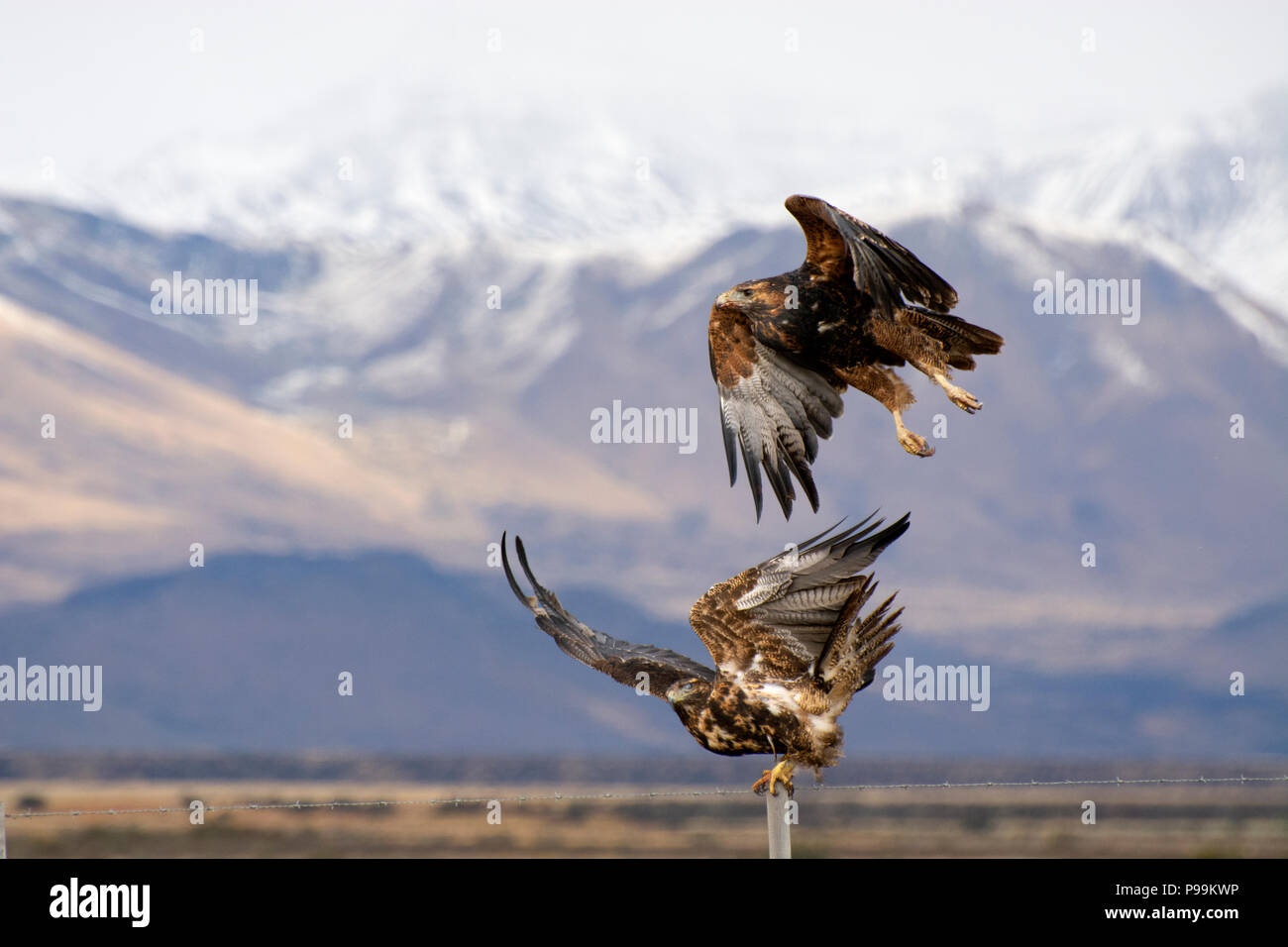 2 Juvenile Black Chested Buzzard Eagles with sub adult plumage taking ...