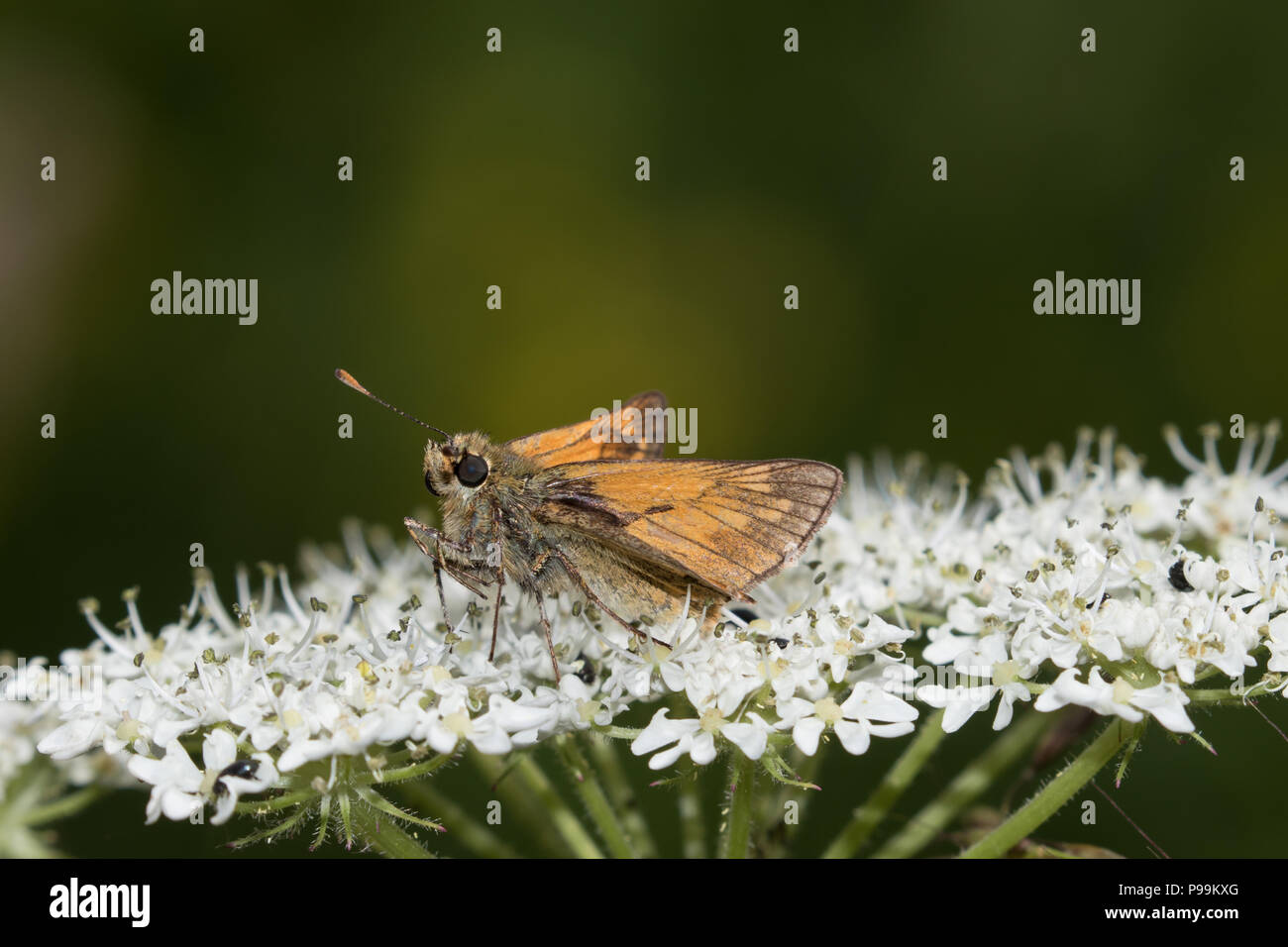Small skipper butterfly Stock Photo - Alamy