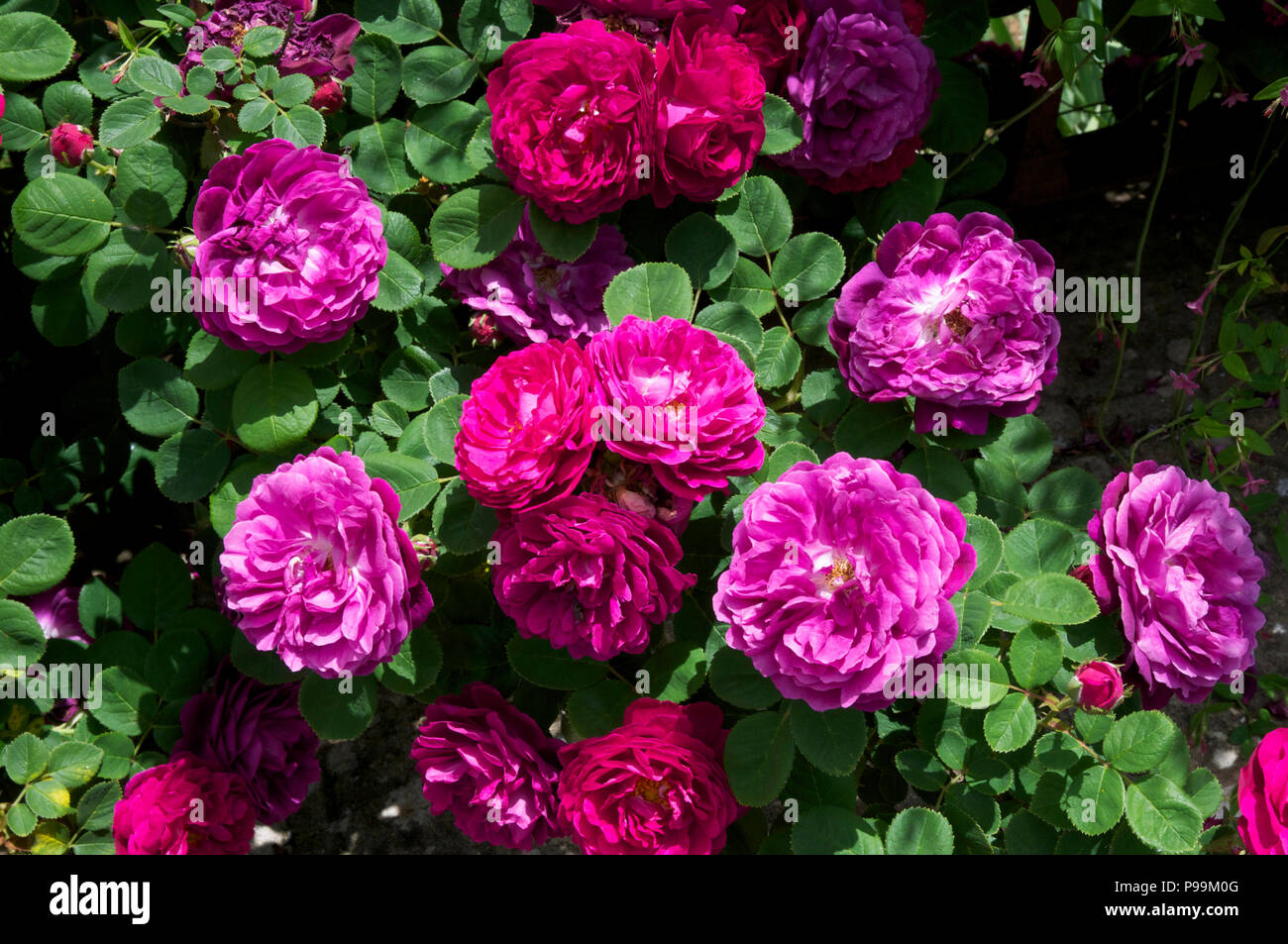Gypsy Flowers Stock Photos & Gypsy Flowers Stock Images - Alamy
