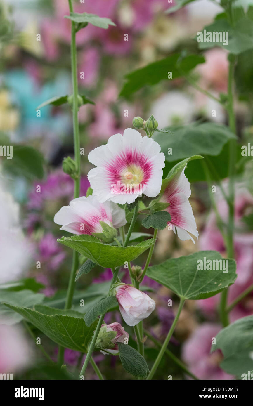 Halo blush hi-res stock photography and images - Alamy