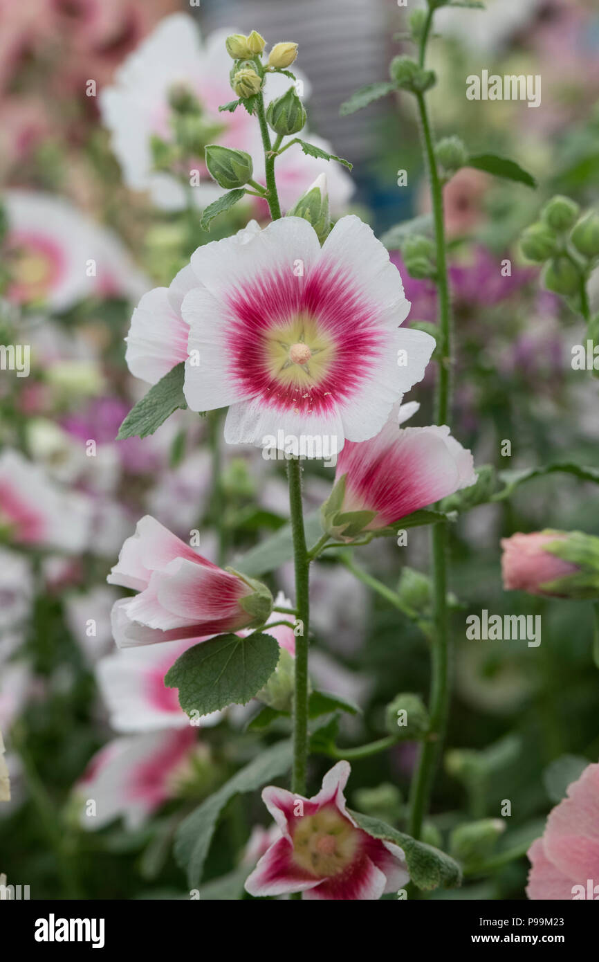 Alcea rosea ‘Halo blush’. Hollyhock ‘Halo blush’ flowers at a flower ...