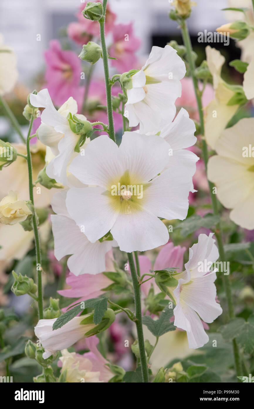 Alcea rosea ‘Halo white’. Hollyhock ‘Halo white' flowers at a flower ...