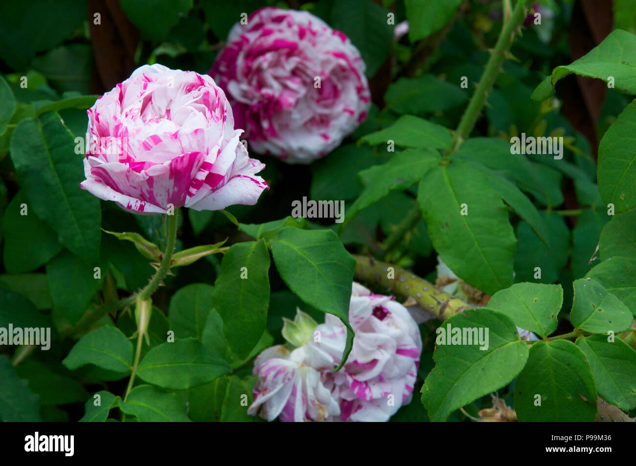 Ferdinand Pichard old rose Stock Photo - Alamy