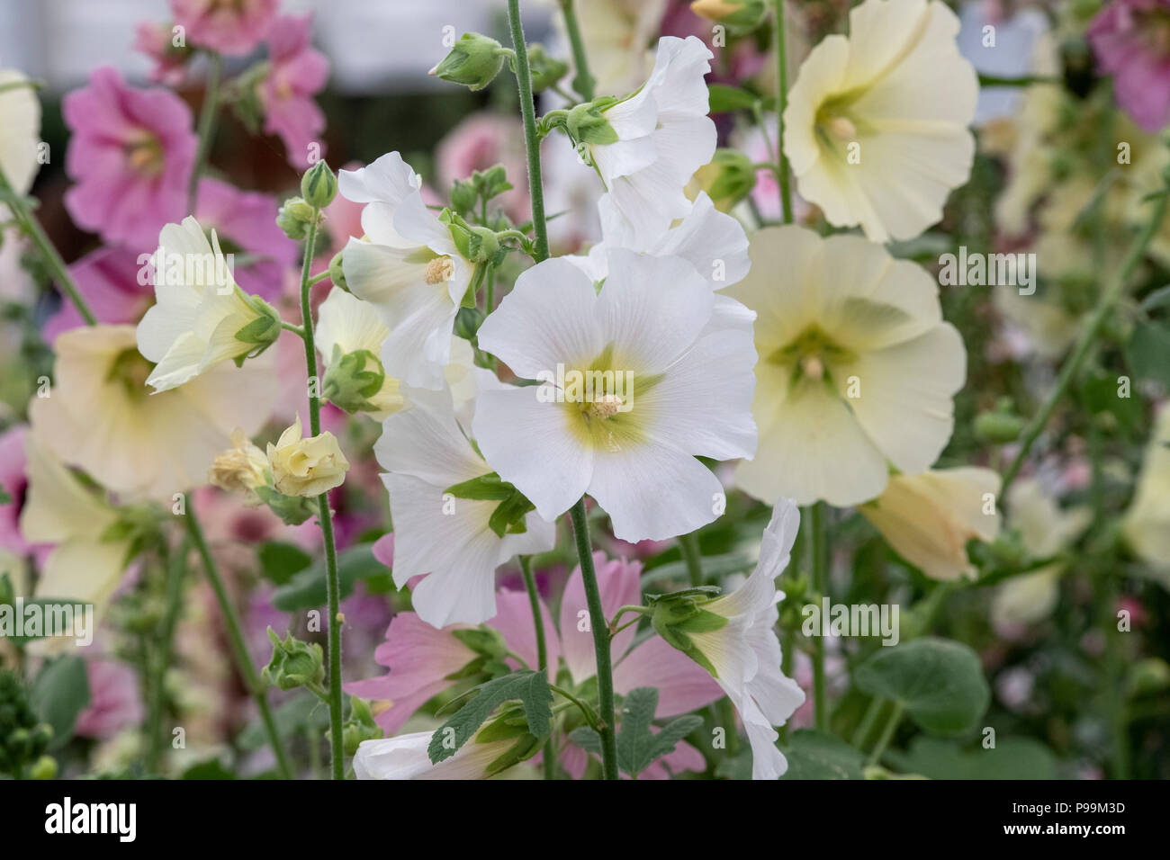 Hollyhock mixed singles hi-res stock photography and images - Alamy