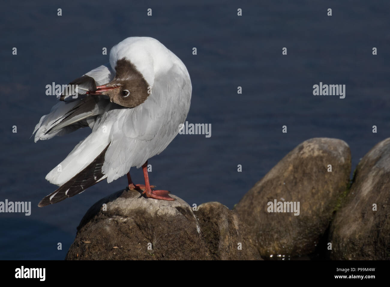 Black headed gull preening hi-res stock photography and images - Alamy