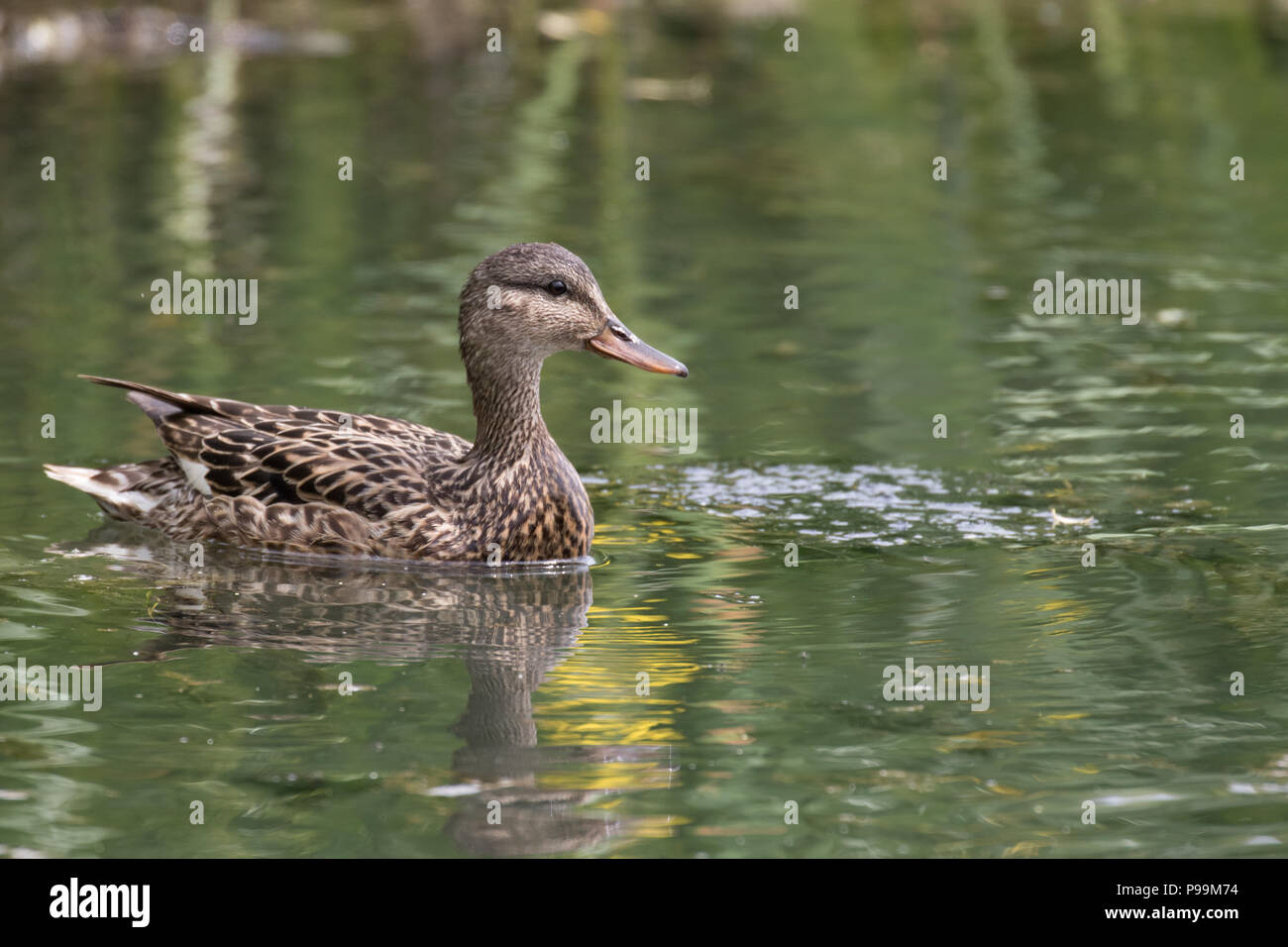 Gadwall female hi-res stock photography and images - Alamy