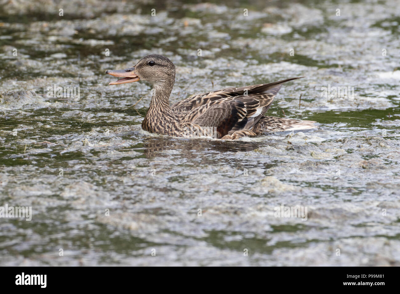 Gadwall female hi-res stock photography and images - Alamy