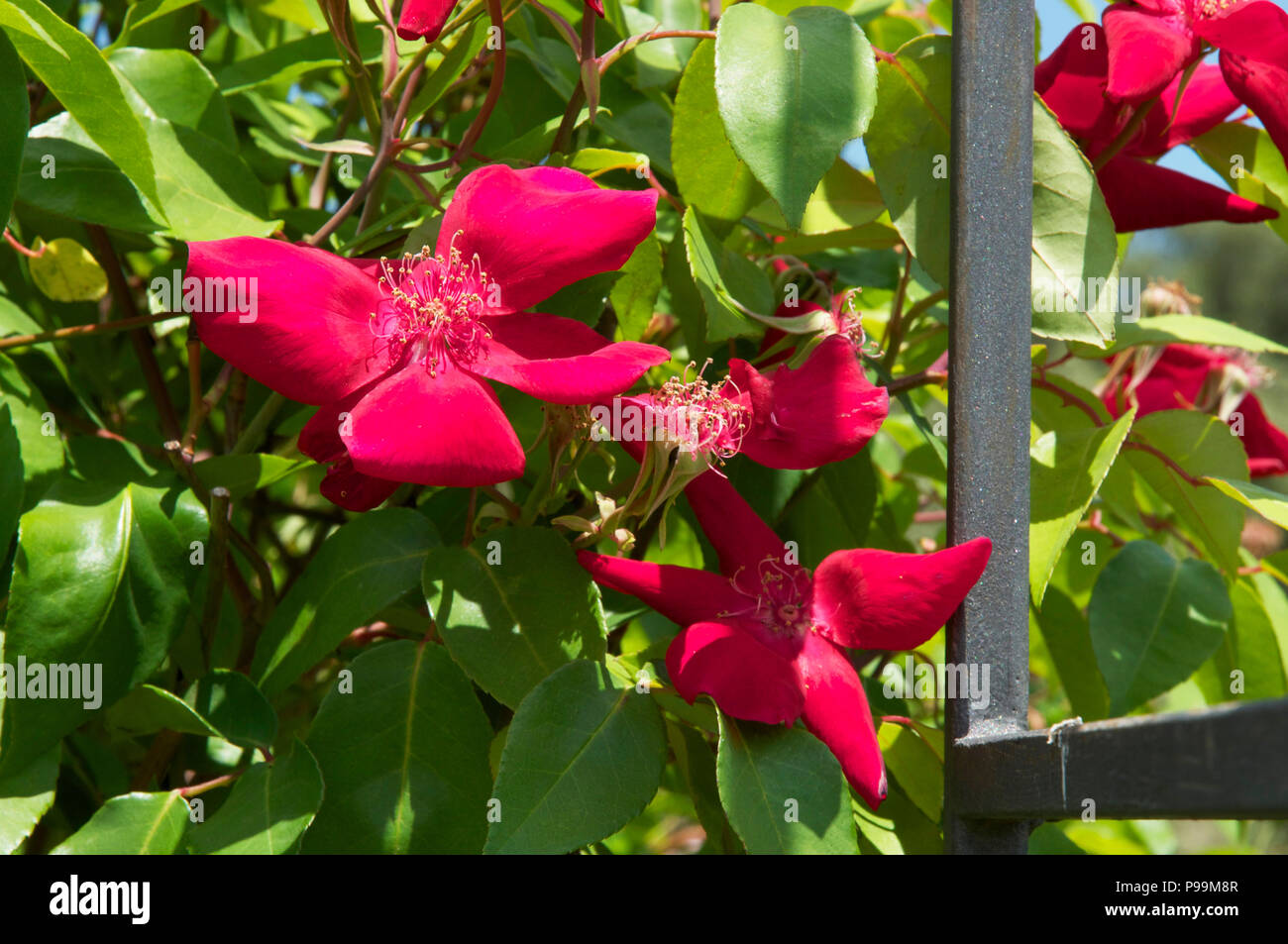 Rosa Sanguinea, red shrub rose Stock Photo - Alamy