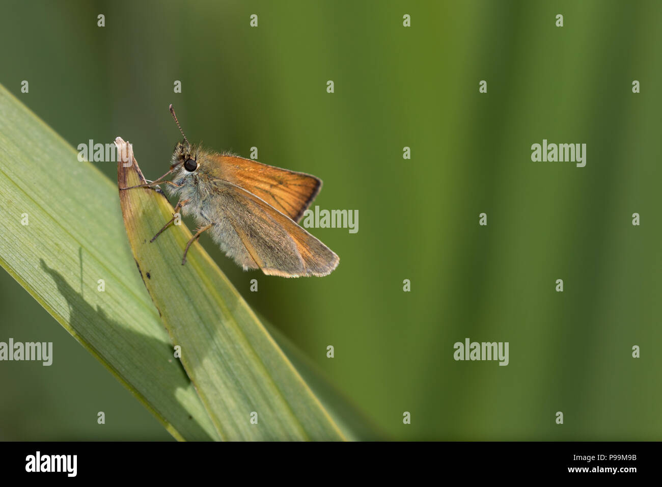 Small skipper butterfly Stock Photo - Alamy