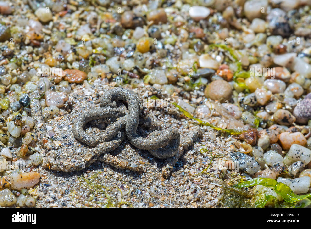 Lugworm / sandworm (Arenicola marina), large marine worm's casts of ...