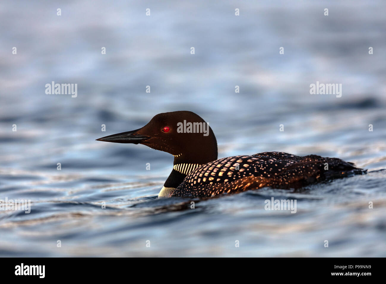 Loon in the evening light at Big Sand Lake in Northern Minnesota Stock ...