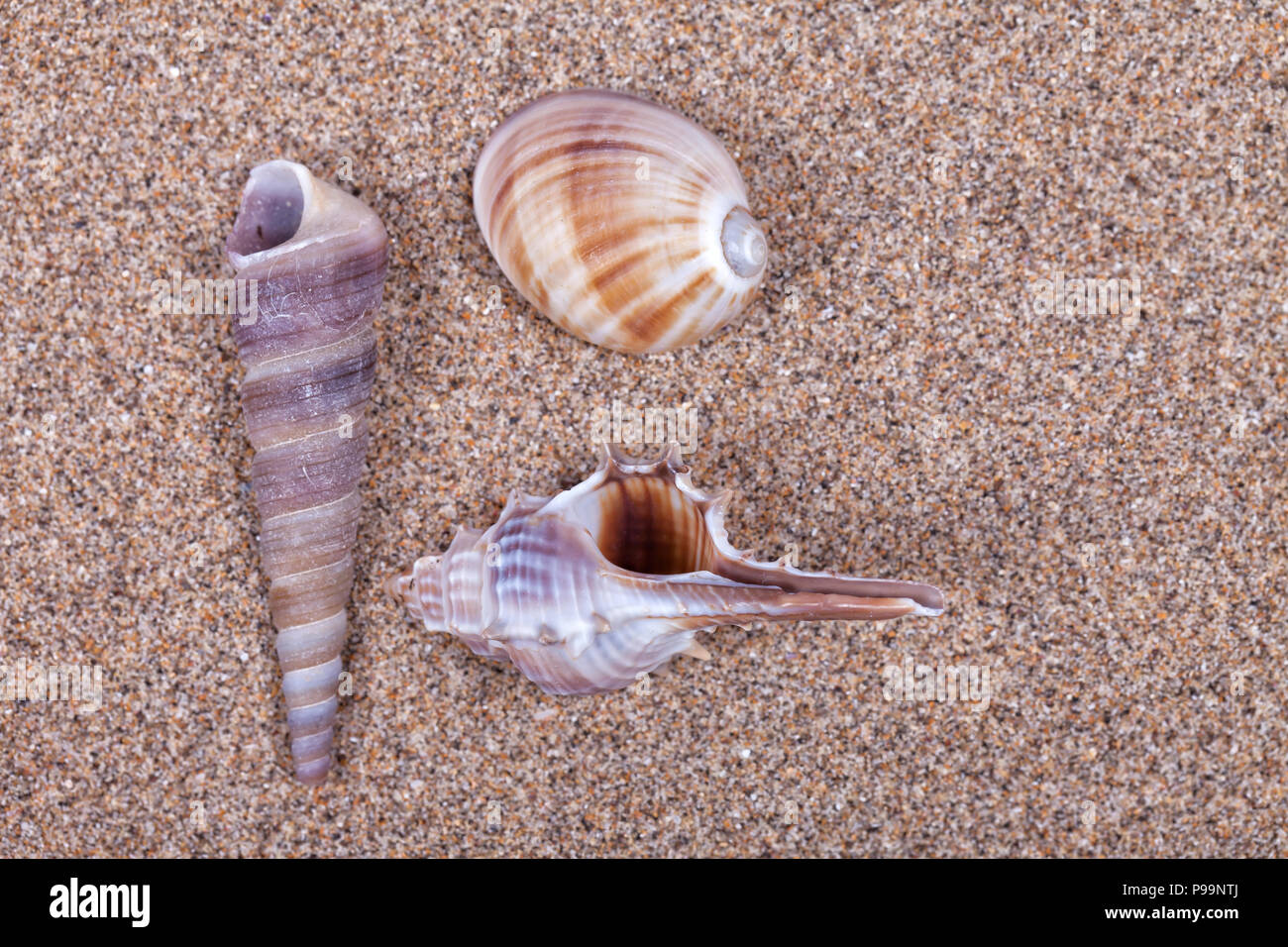 Beach sand with seashells on top background Stock Photo - Alamy