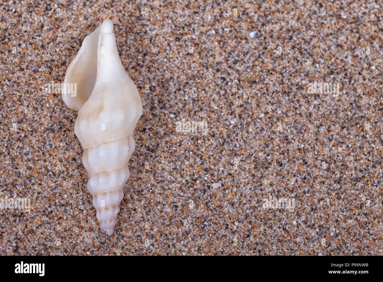 Beach sand with a seashell on top background Stock Photo - Alamy