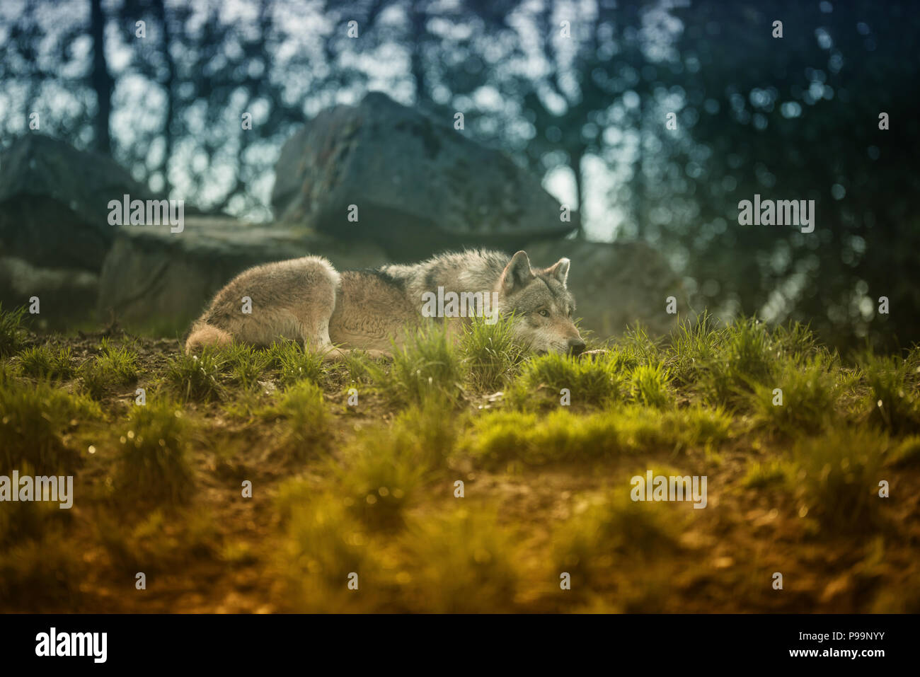 Greenland wolf hi-res stock photography and images - Alamy