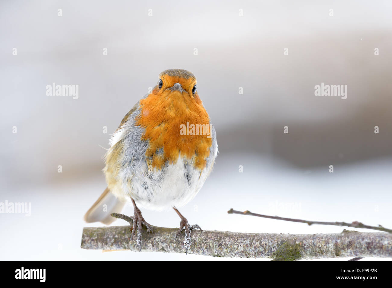 Robin in North England. Cumbria Stock Photo - Alamy