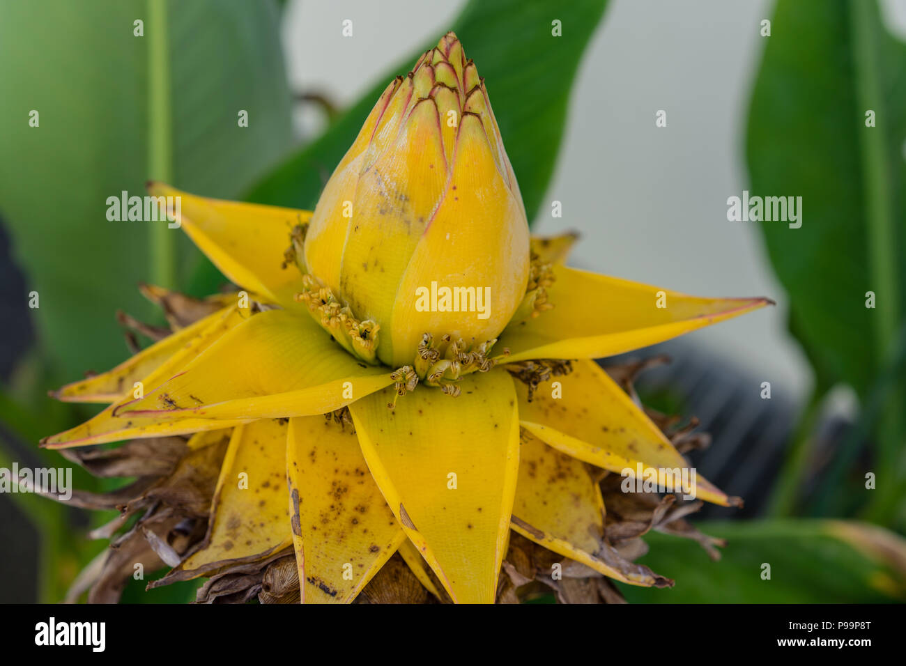 musella lasiocarpa musaceae golden lotus banana from china yellow plant ...