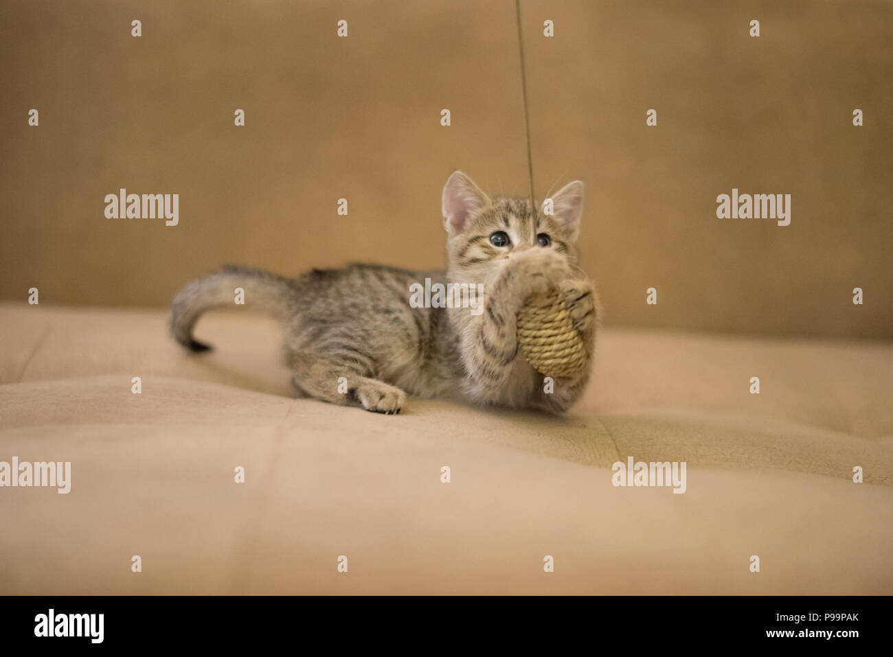 Cute cat playing hi-res stock photography and images - Alamy