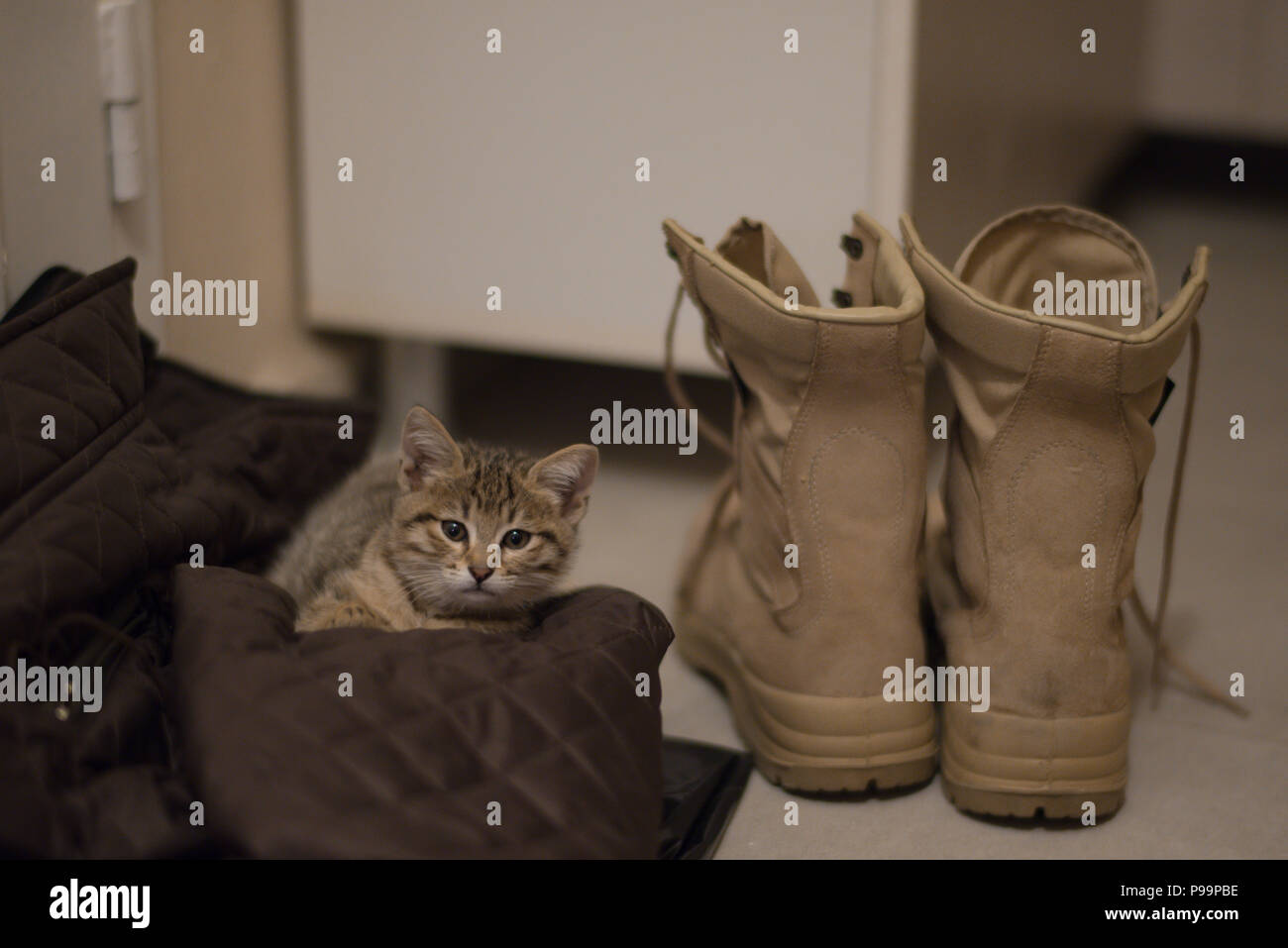 Funny photo of boots hi-res stock photography and images - Alamy
