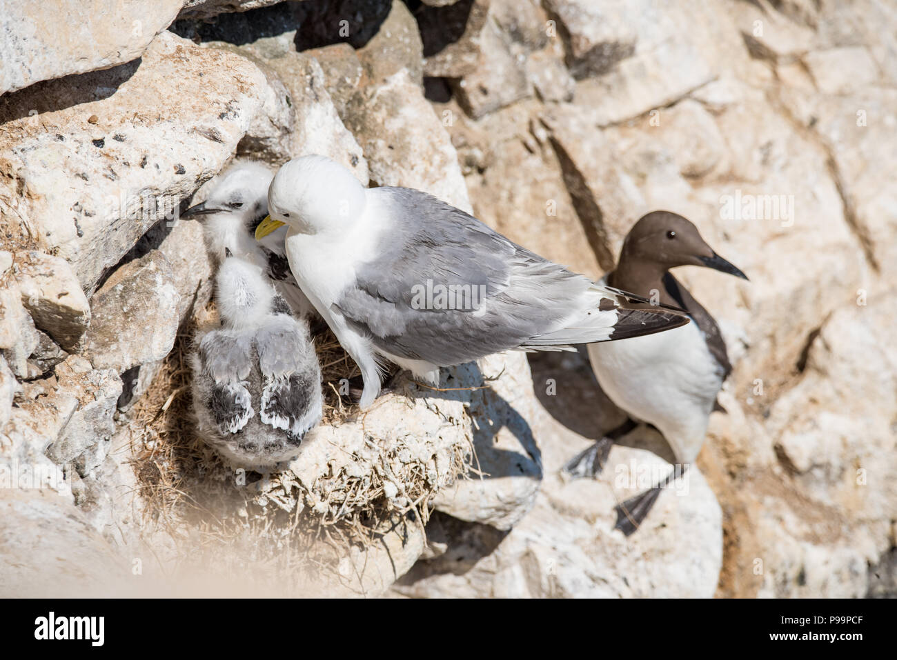 Little Gull Feeding High Resolution Stock Photography and Images - Alamy