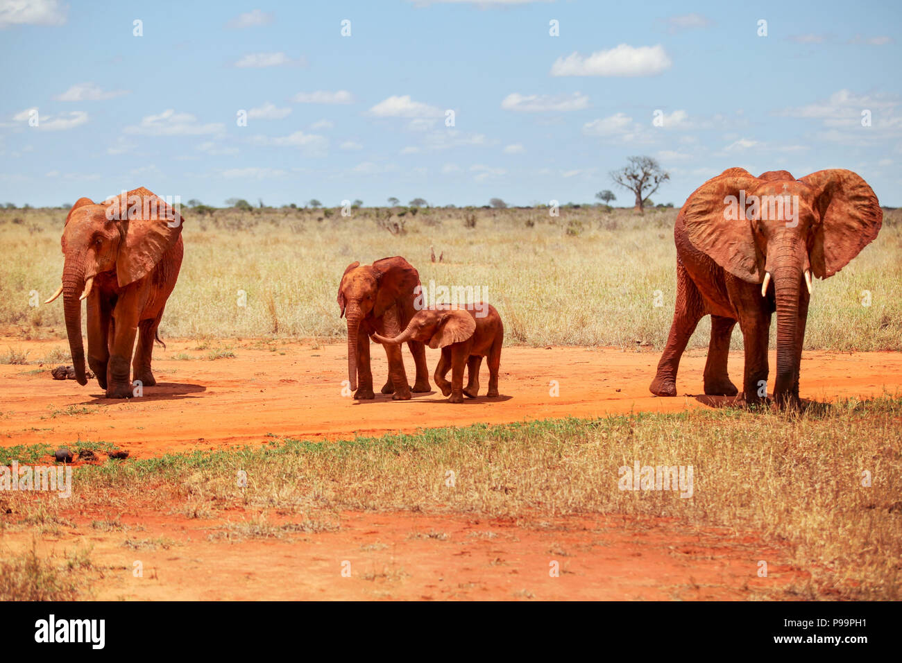 Family of four African bush elephants (Loxodonta africana), covered ...