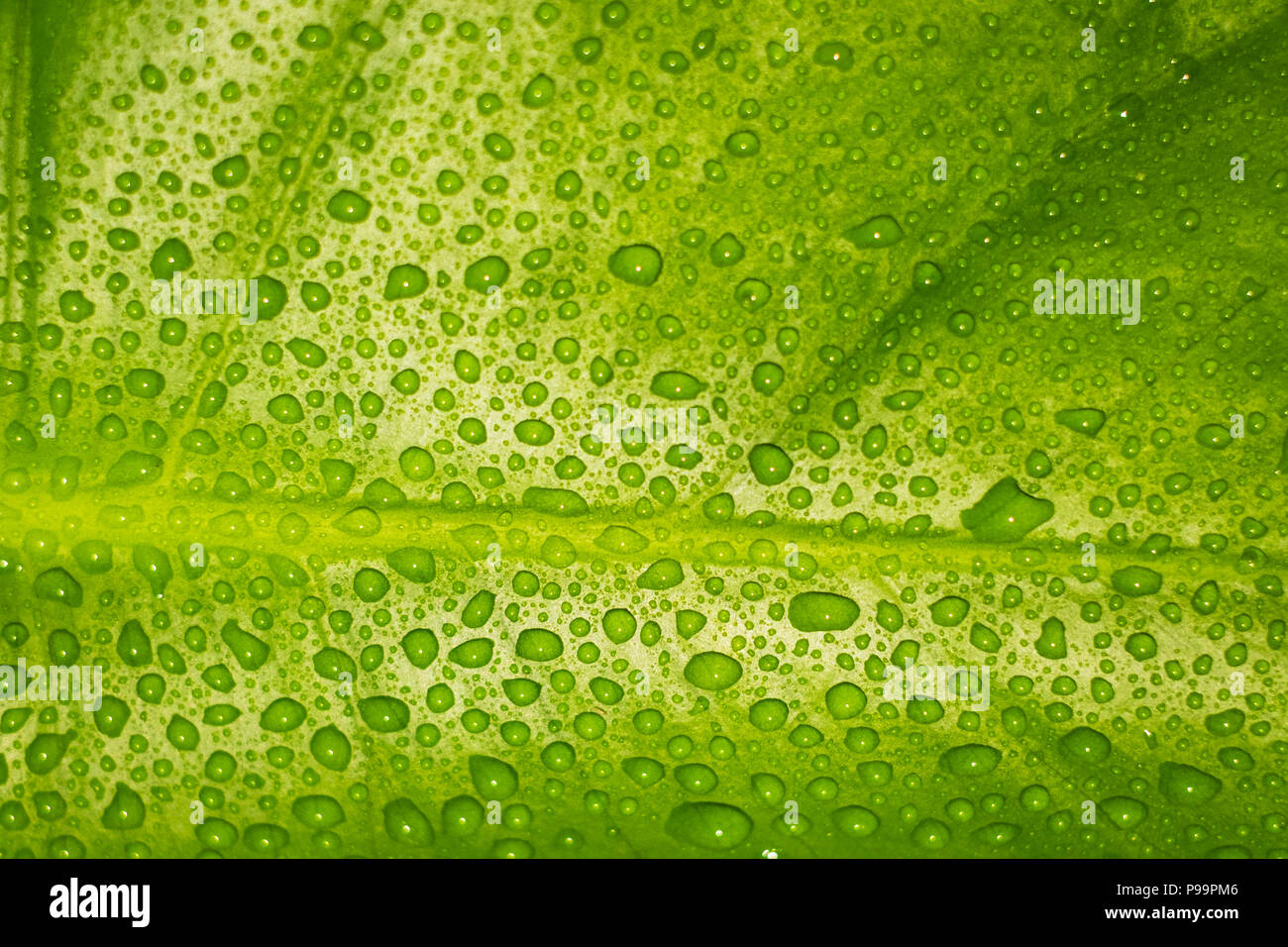 Due drops and leaf hi-res stock photography and images - Alamy