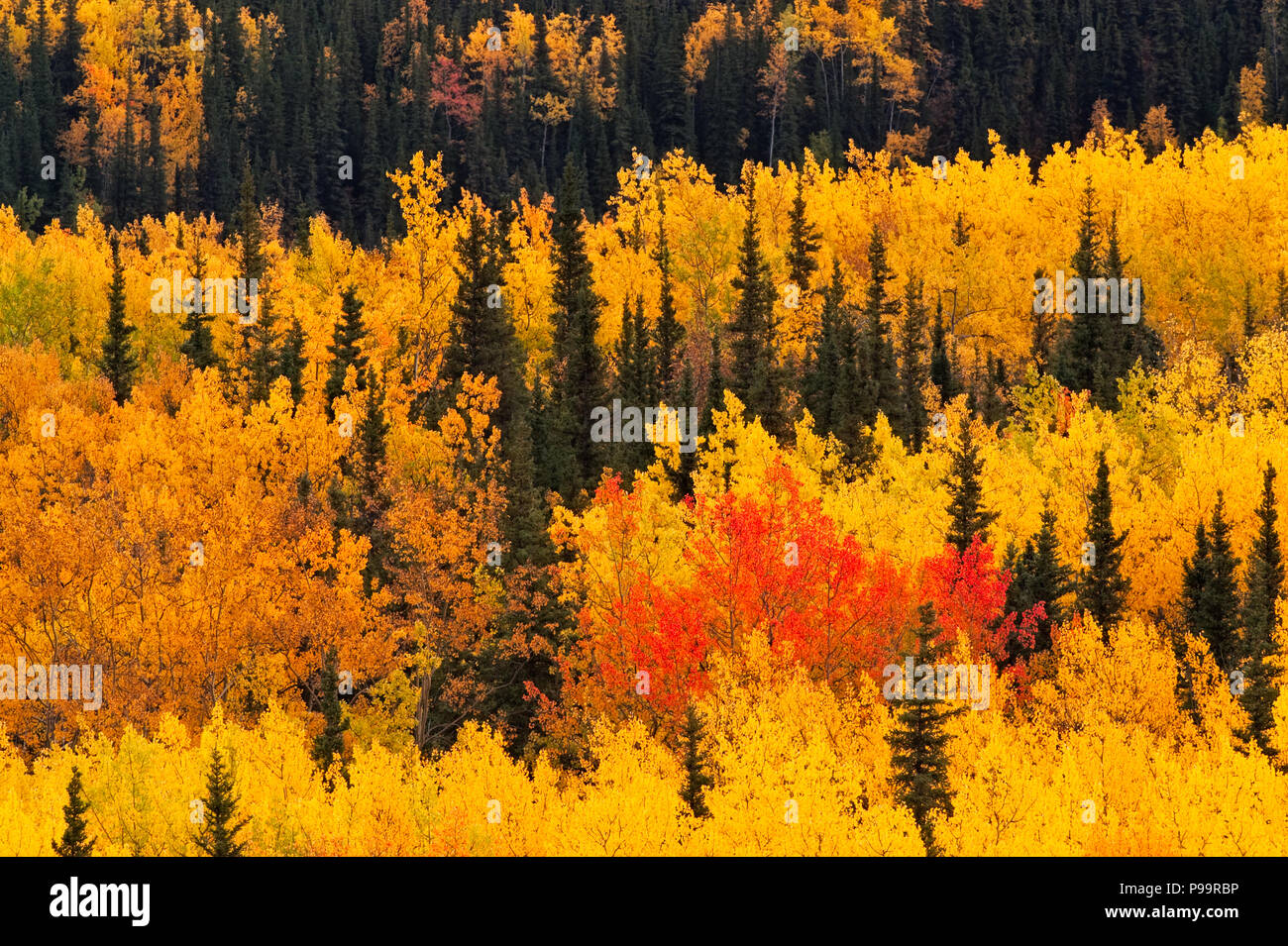 Trees in peak fall color in Denali National Park, Alaska Stock Photo ...