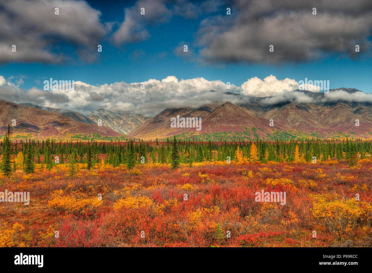 Denali Fall Color, Denali National Park, Alaska Stock Photo - Alamy