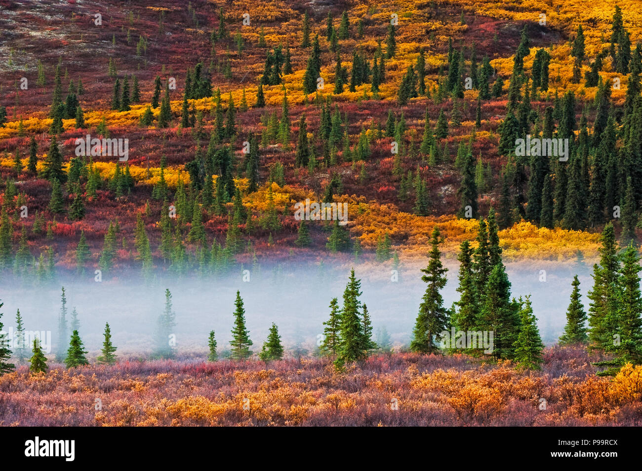 Denali Spruce in Fall Fog , Denali National Park, Alaska Stock Photo ...