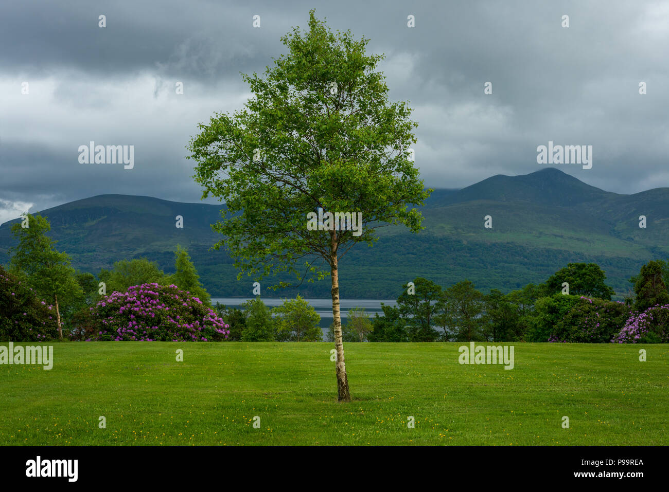 Ireland landscape and Fossa, Killarney National Park with a view over ...