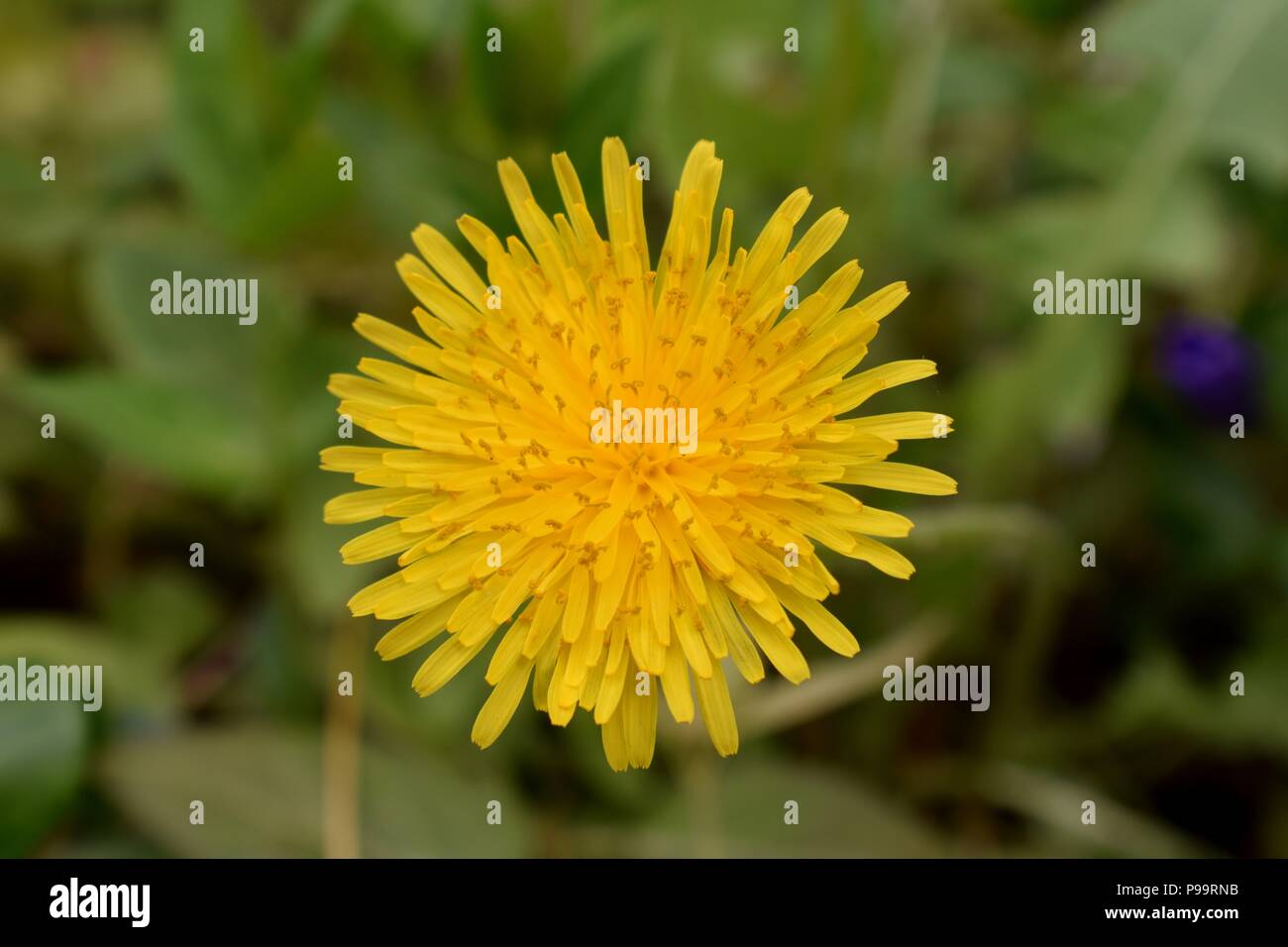 Dandelion Macro close up. Taraxacum is a large genus of flowering ...
